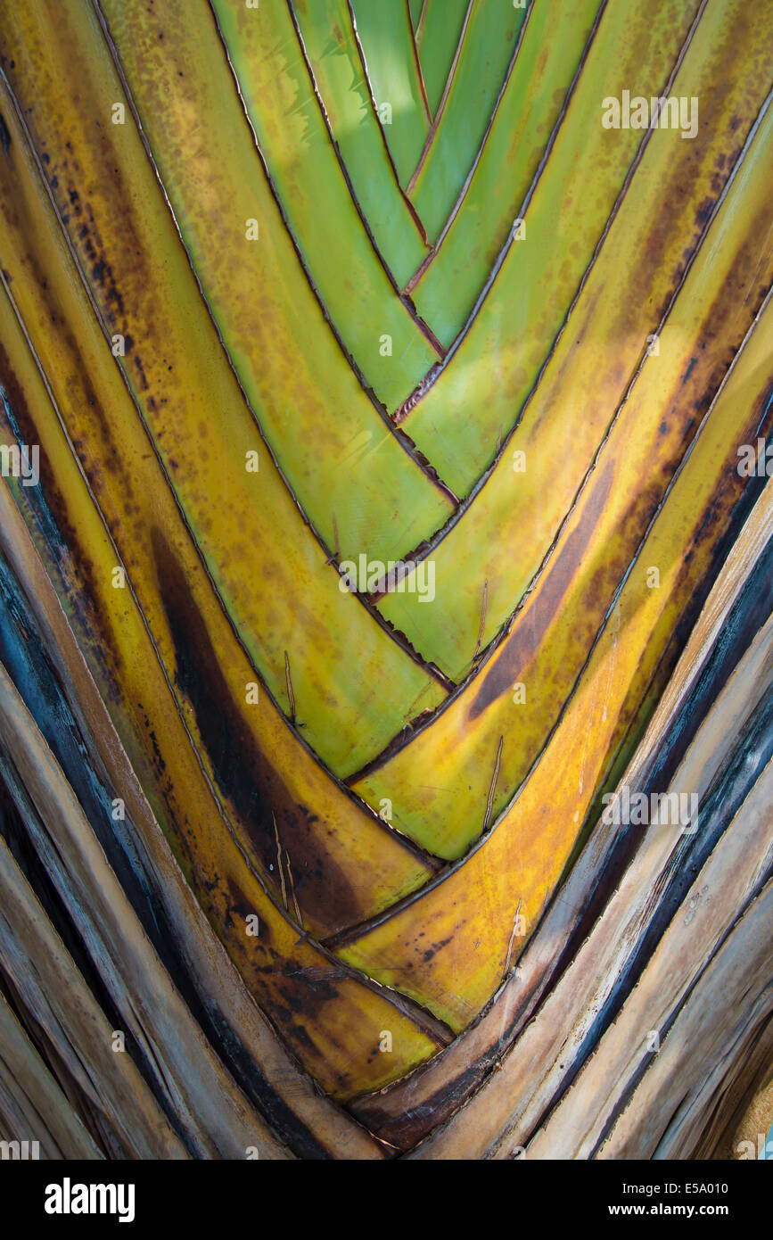 Branches of a tree in some order for background Stock Photo - Alamy