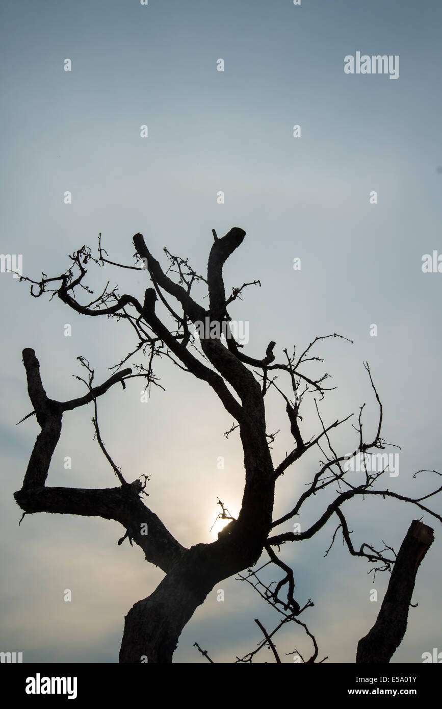 Dry tree hi-res stock photography and images - Alamy