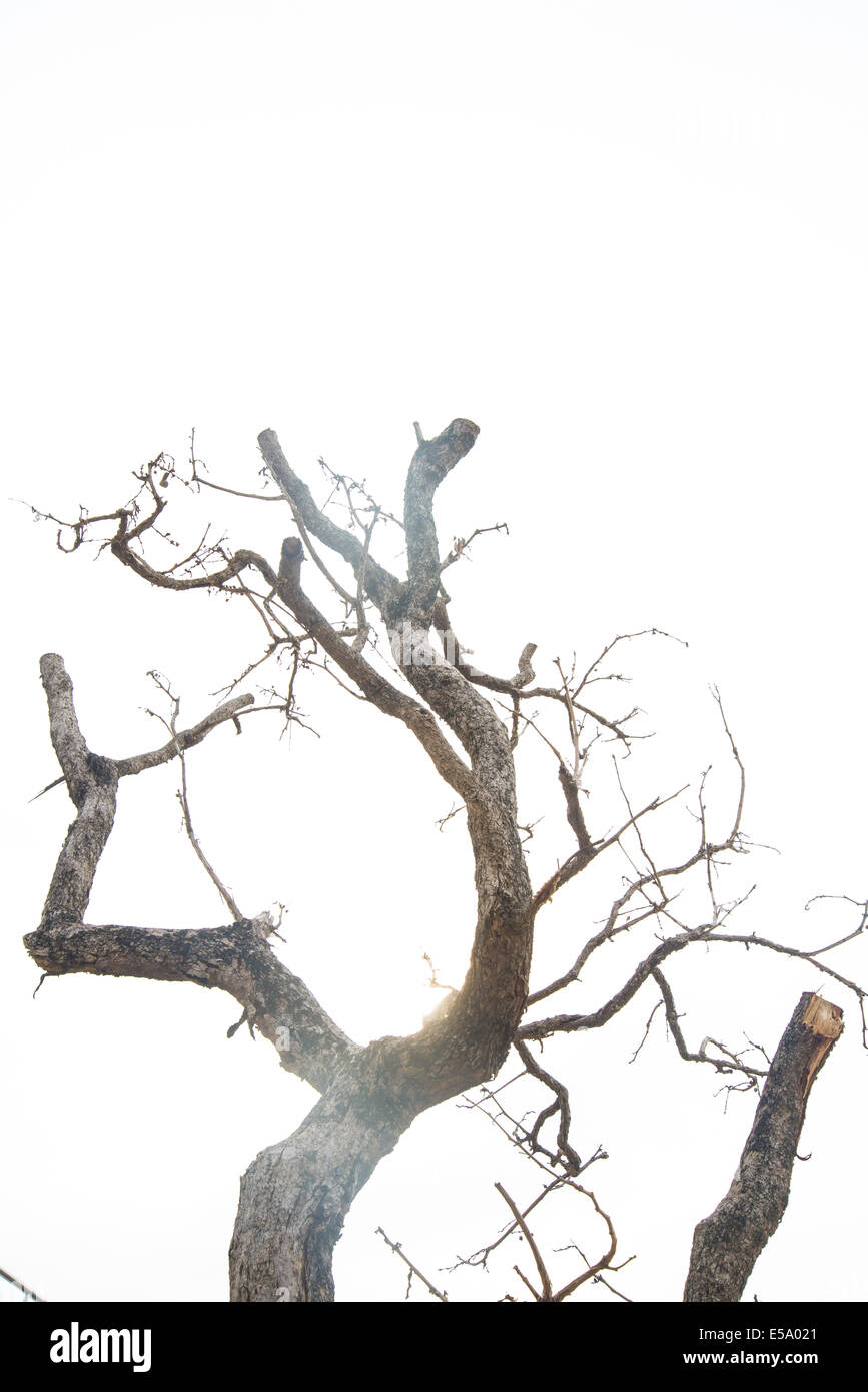 Dry tree in the countryside of Thailand Stock Photo - Alamy