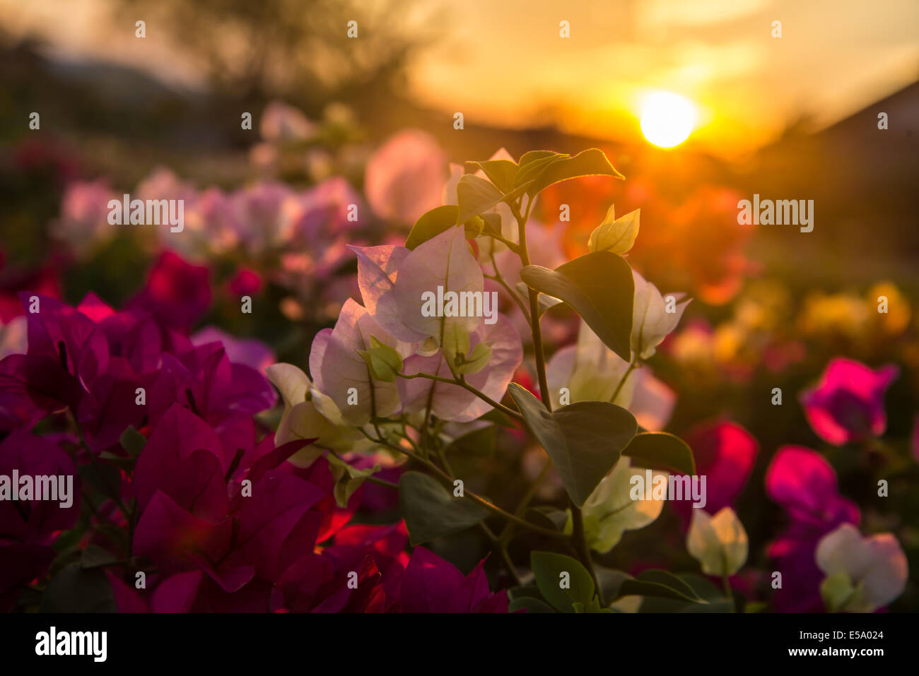Colorful flower and Sunset in the garden of Thailand Stock Photo - Alamy