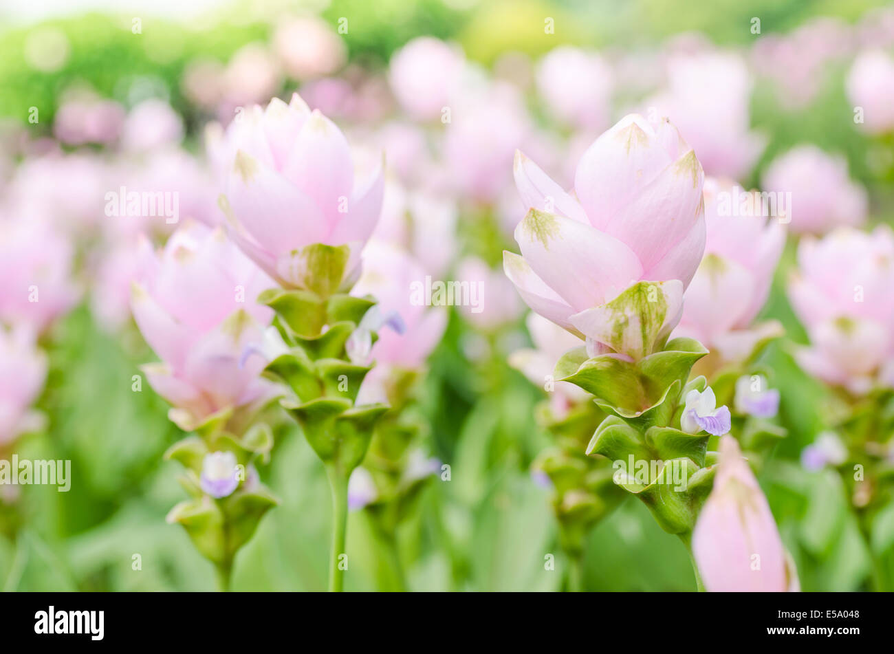 Curcuma alismatifolia or Siam tulip or Summer tulip in the garden ...