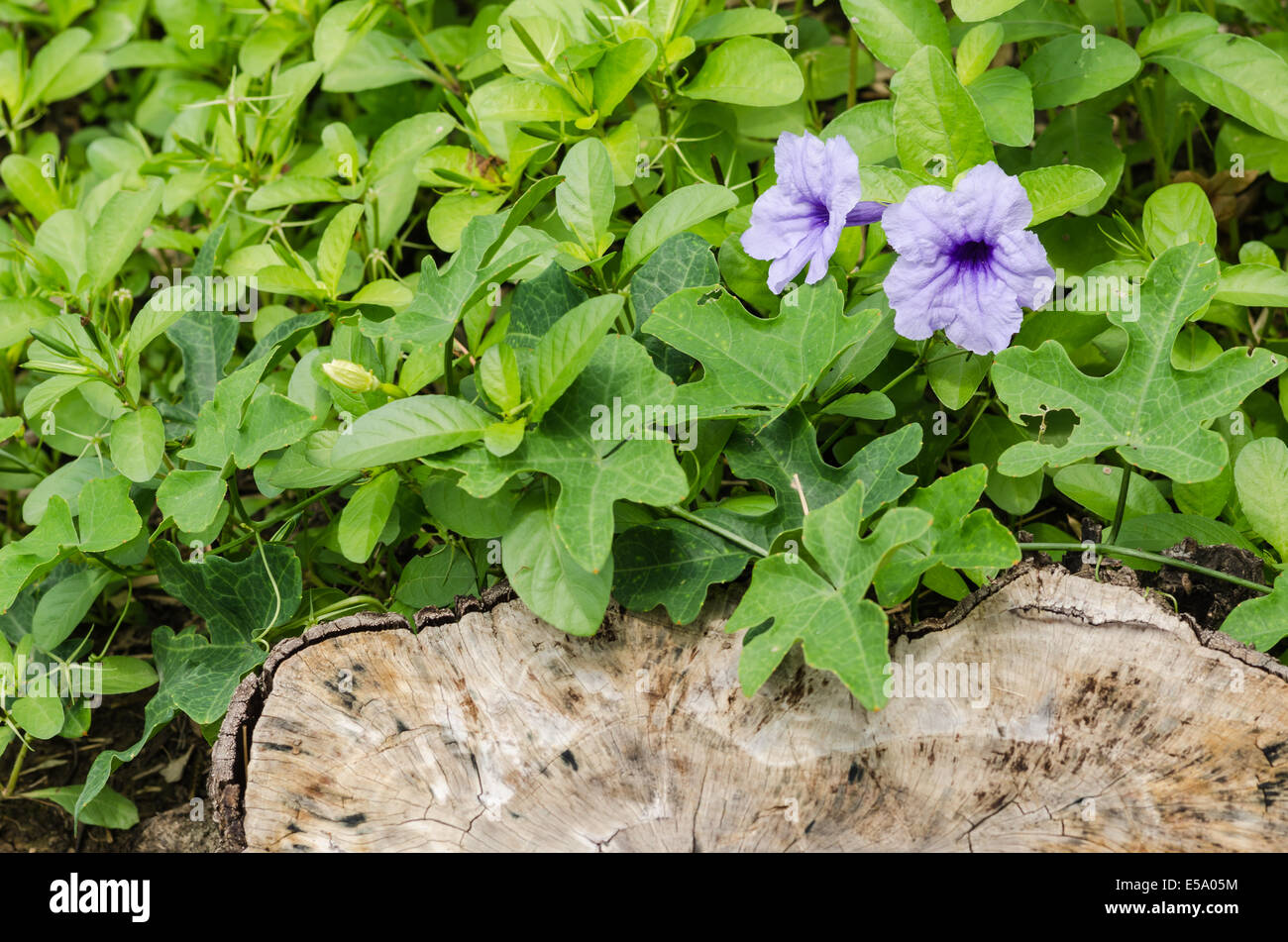 Ruellia tuberosa or Minnie Root or Fever Root or Snapdragon Root or ...