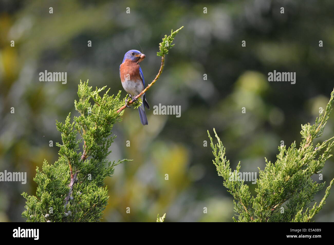 bluebird with food for young Stock Photo - Alamy