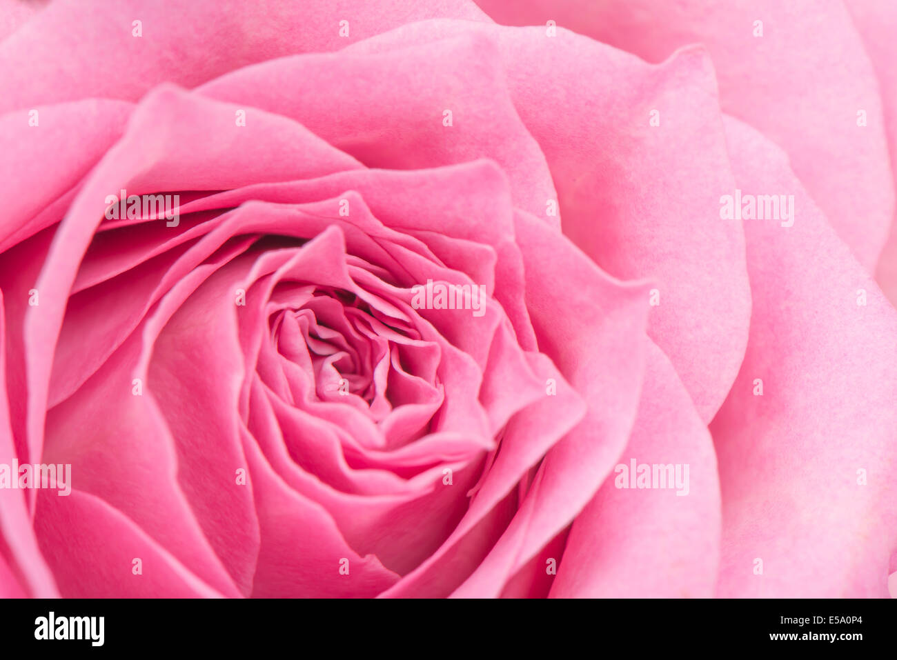 closeup of pink rose in full bloom Stock Photo - Alamy