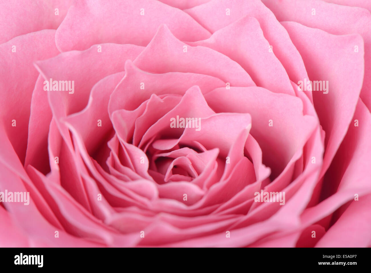 Closeup scent hi-res stock photography and images - Alamy