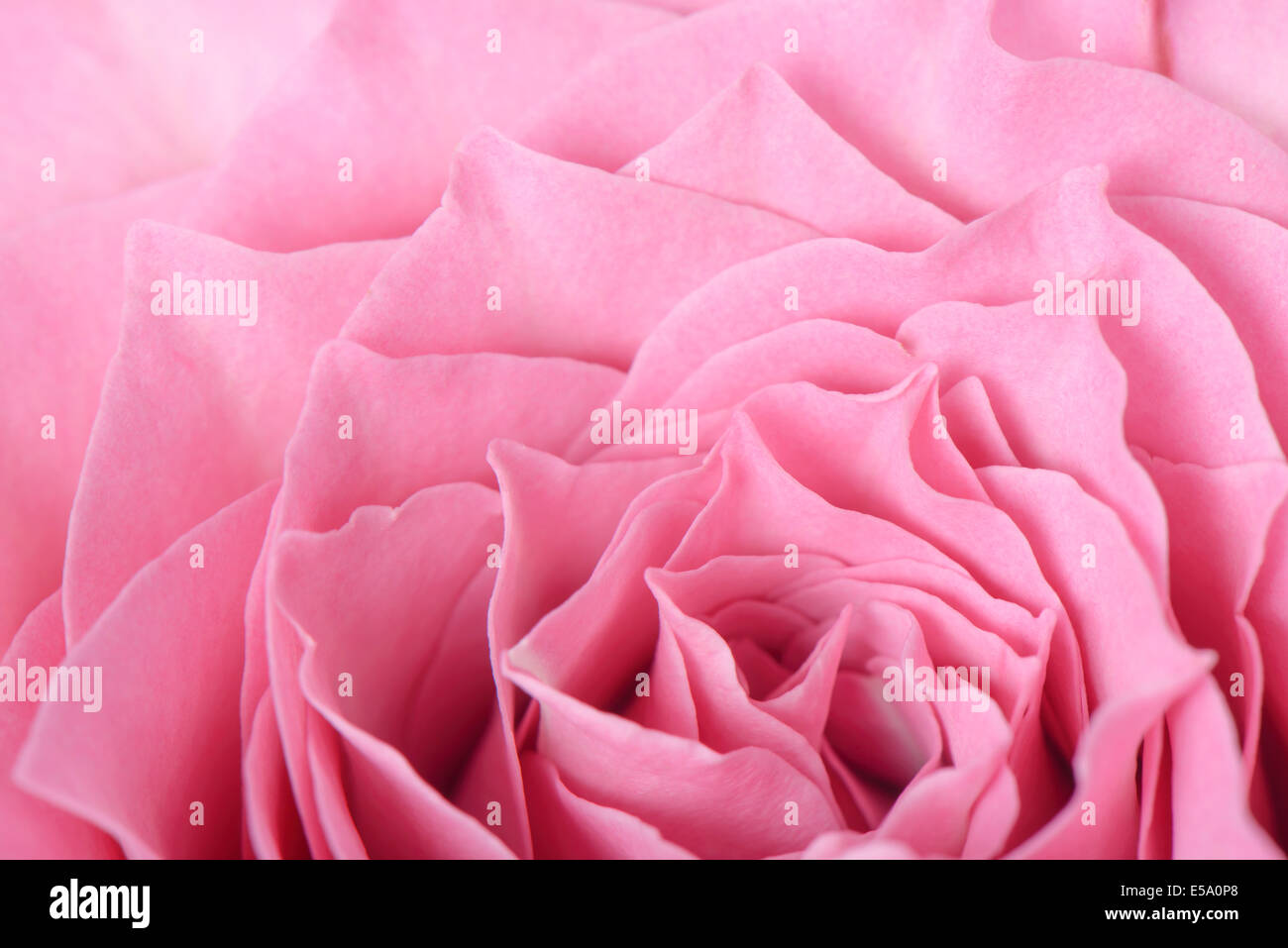 Beautiful roses in closeup hi-res stock photography and images - Alamy
