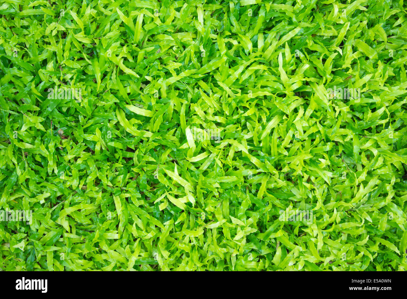 Big Leaf Green grass background texture only Stock Photo - Alamy