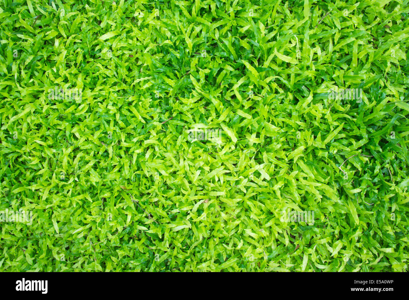 Big Leaf Green grass background texture only Stock Photo - Alamy