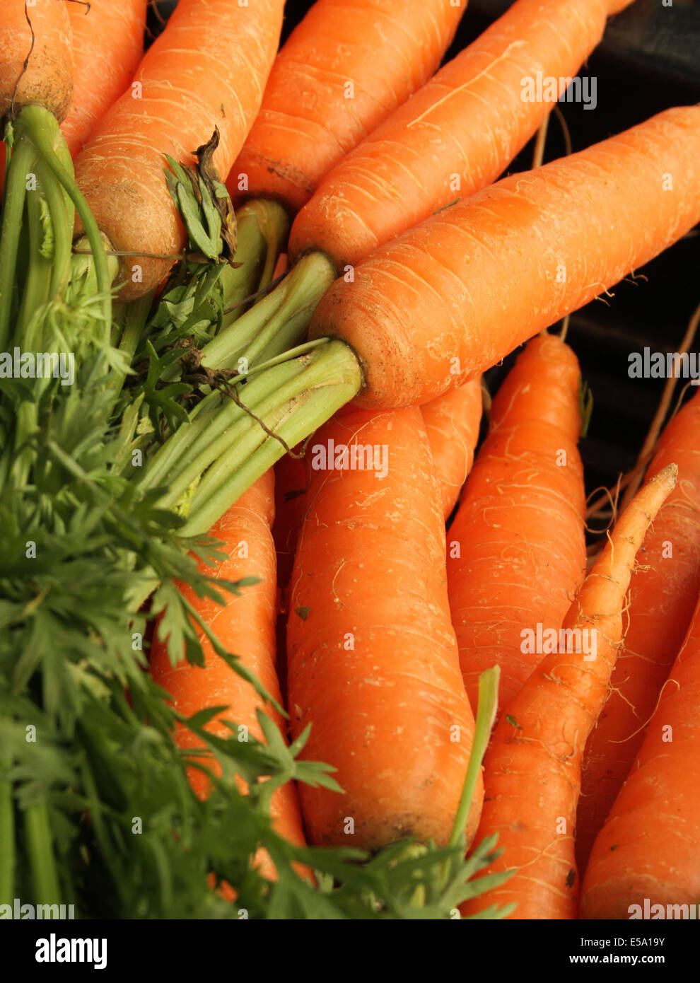 Healthy carrots arranged artistically Stock Photo - Alamy