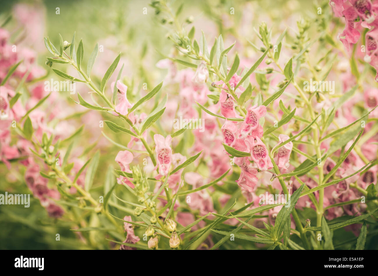 Antirrhinum majus or Snapdragons or Dragon flowers in the garden nature ...