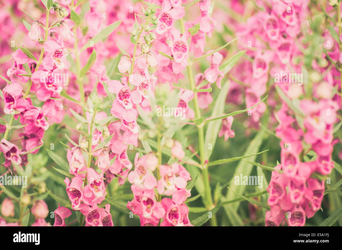 Antirrhinum majus or Snapdragons or Dragon flowers in the garden nature ...