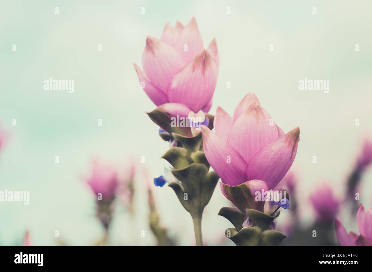 Curcuma Alismatifolia Or Siam Tulip Or Summer Tulip In The Garden