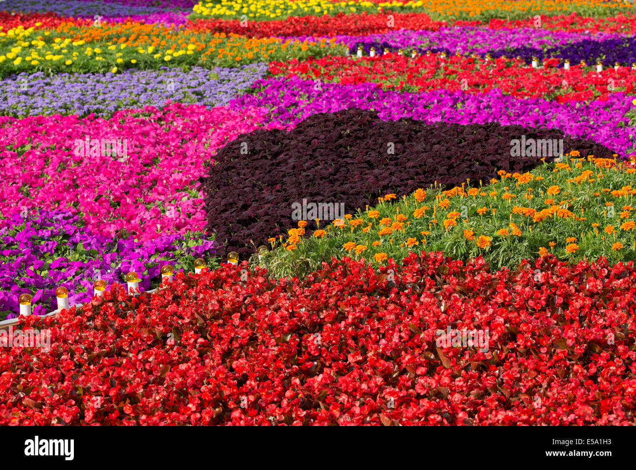 colorful background made of different flowers Stock Photo - Alamy
