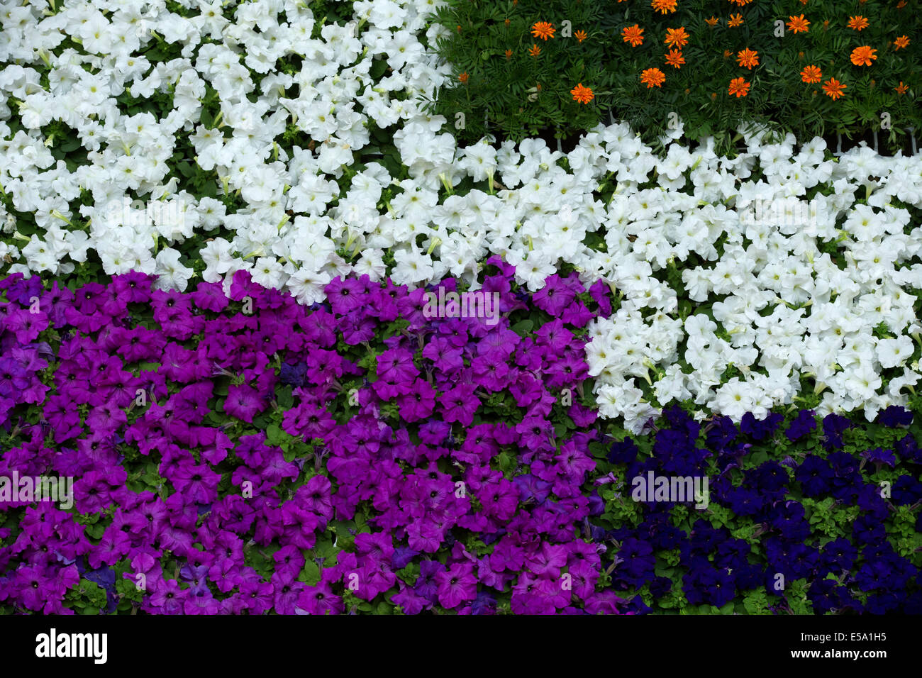 colorful background made of different flowers Stock Photo - Alamy