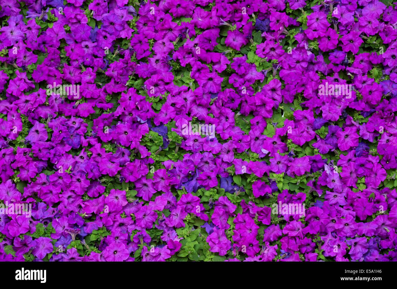 colorful background made of different flowers Stock Photo - Alamy