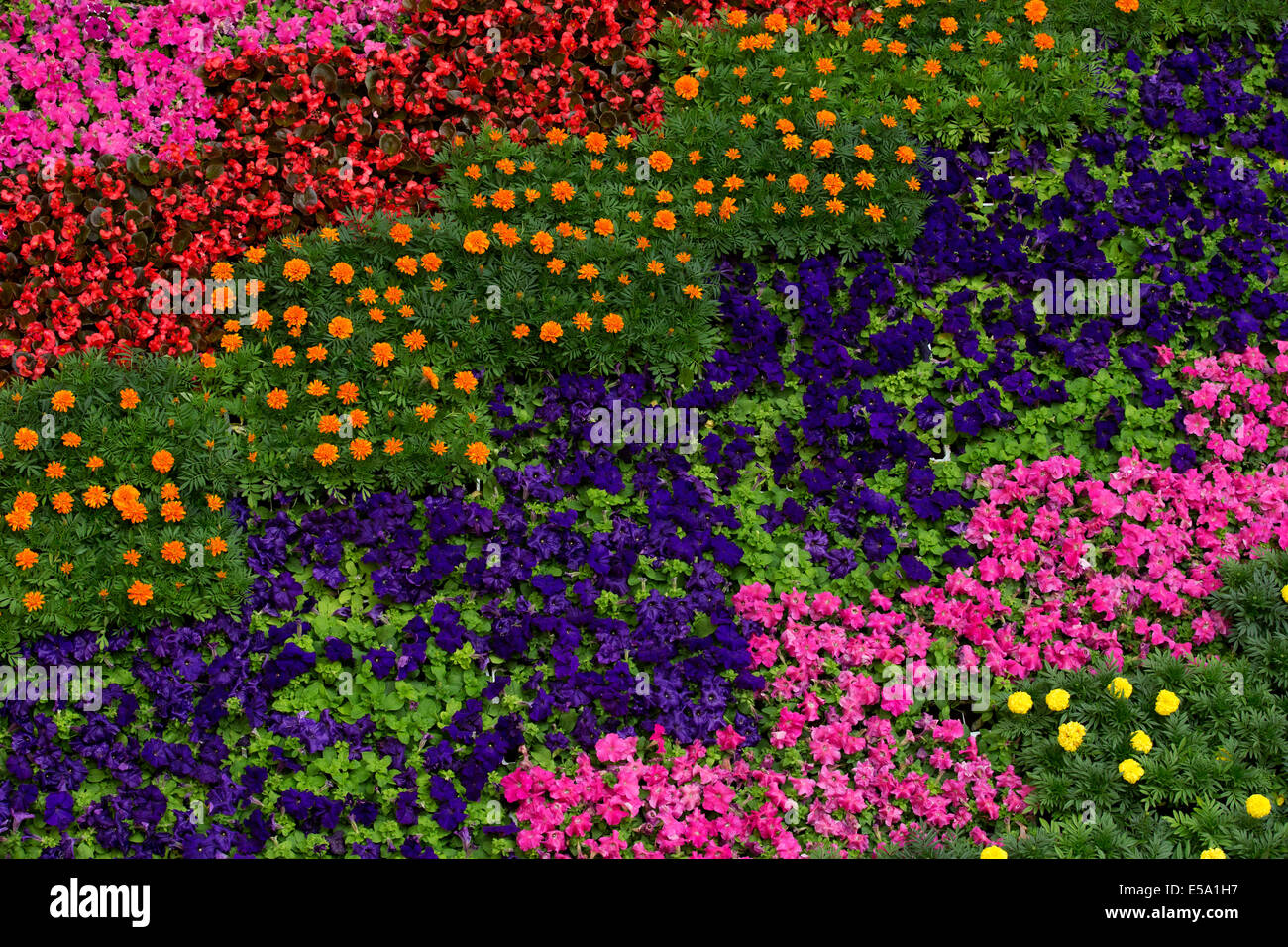 colorful background made of different flowers Stock Photo - Alamy
