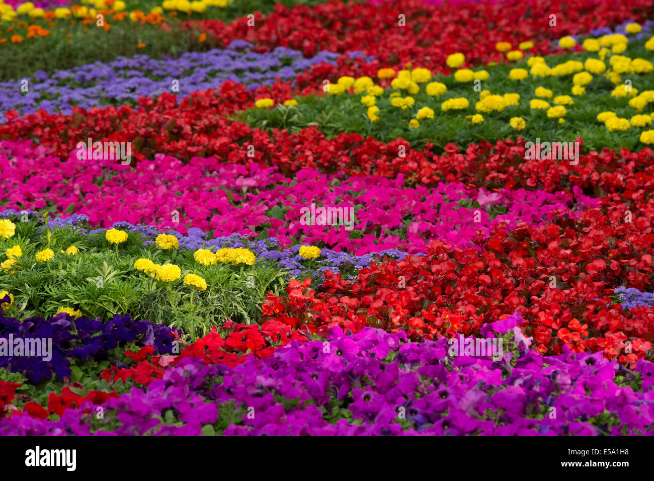 colorful background made of different flowers Stock Photo - Alamy