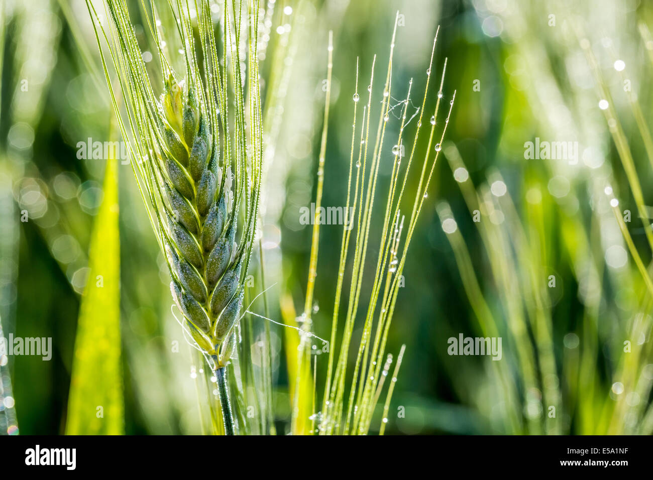 Green ears of corn in a field Stock Photo - Alamy