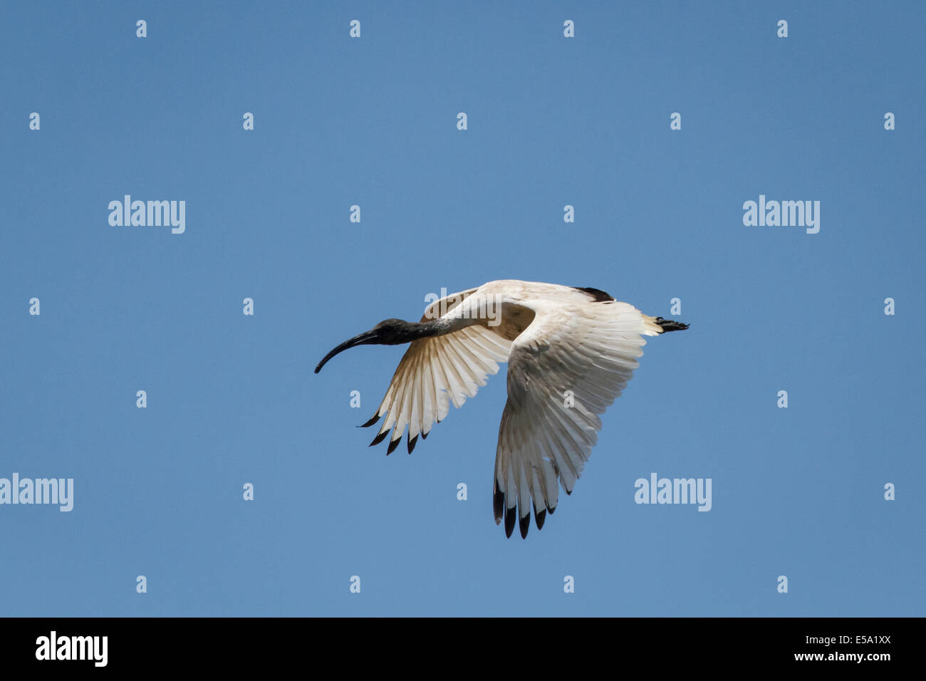 Australian Ibis Flying High Resolution Stock Photography and Images - Alamy