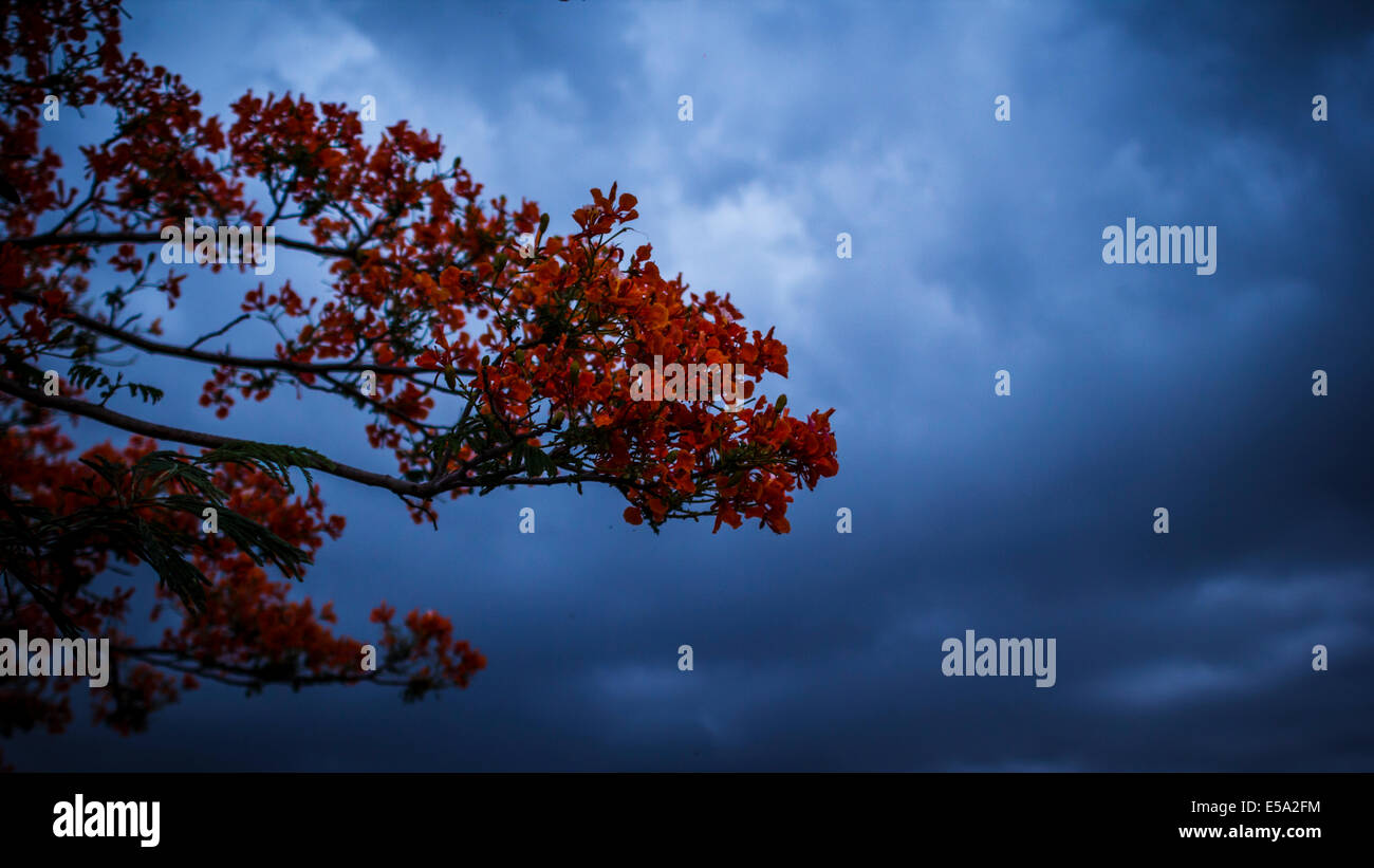 Yellow royal poinciana flower hi-res stock photography and images - Alamy