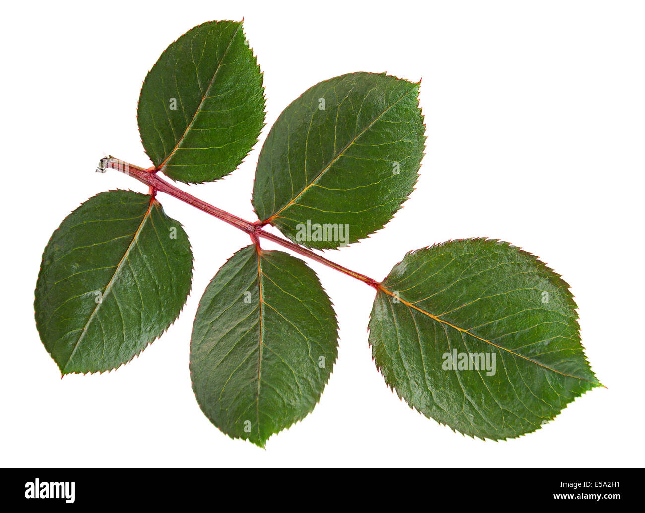 Green rose leaf isolated on white background Stock Photo - Alamy