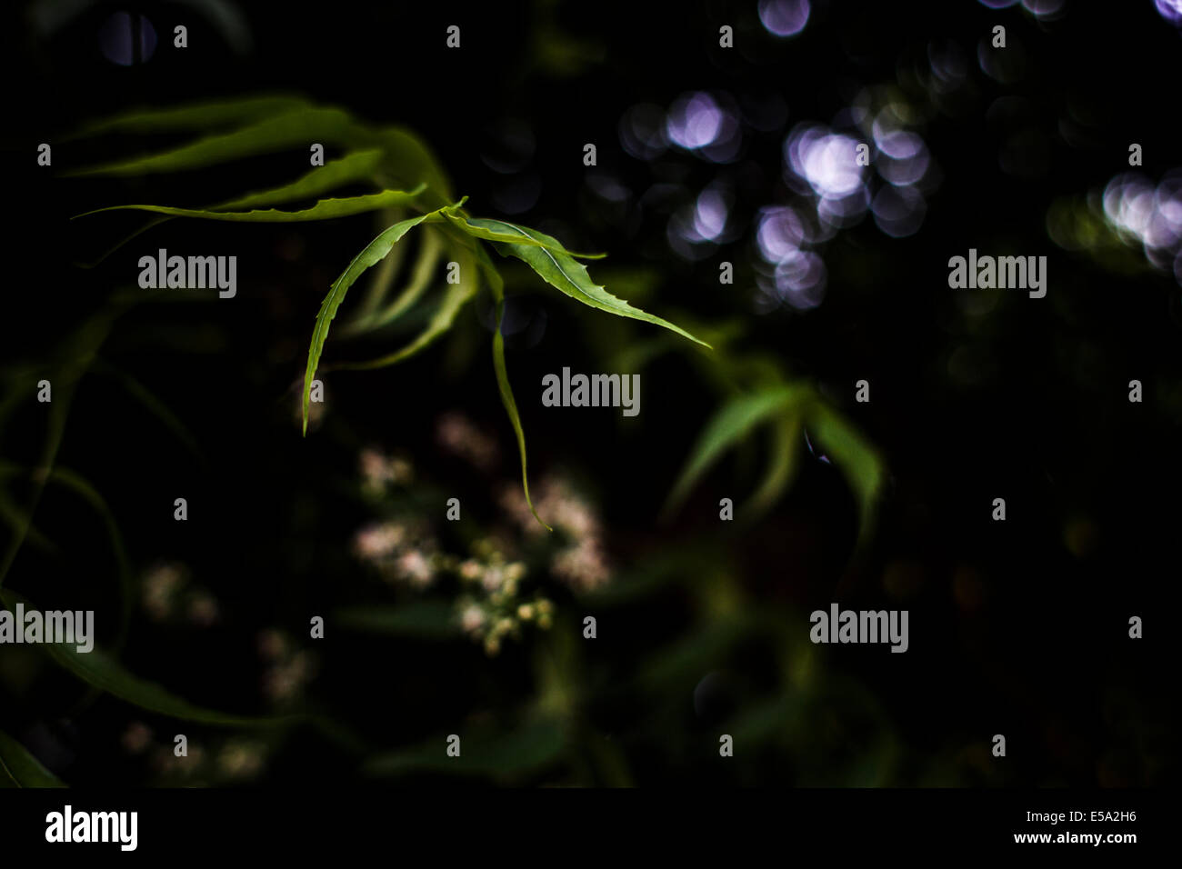 Neem Plant High Resolution Stock Photography and Images - Alamy