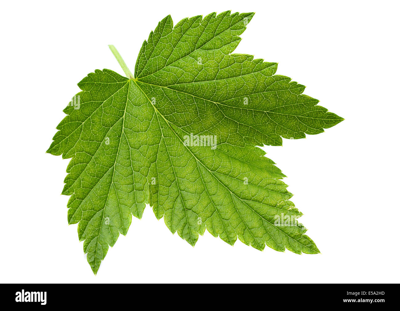 Currant leaf isolated on white background Stock Photo - Alamy