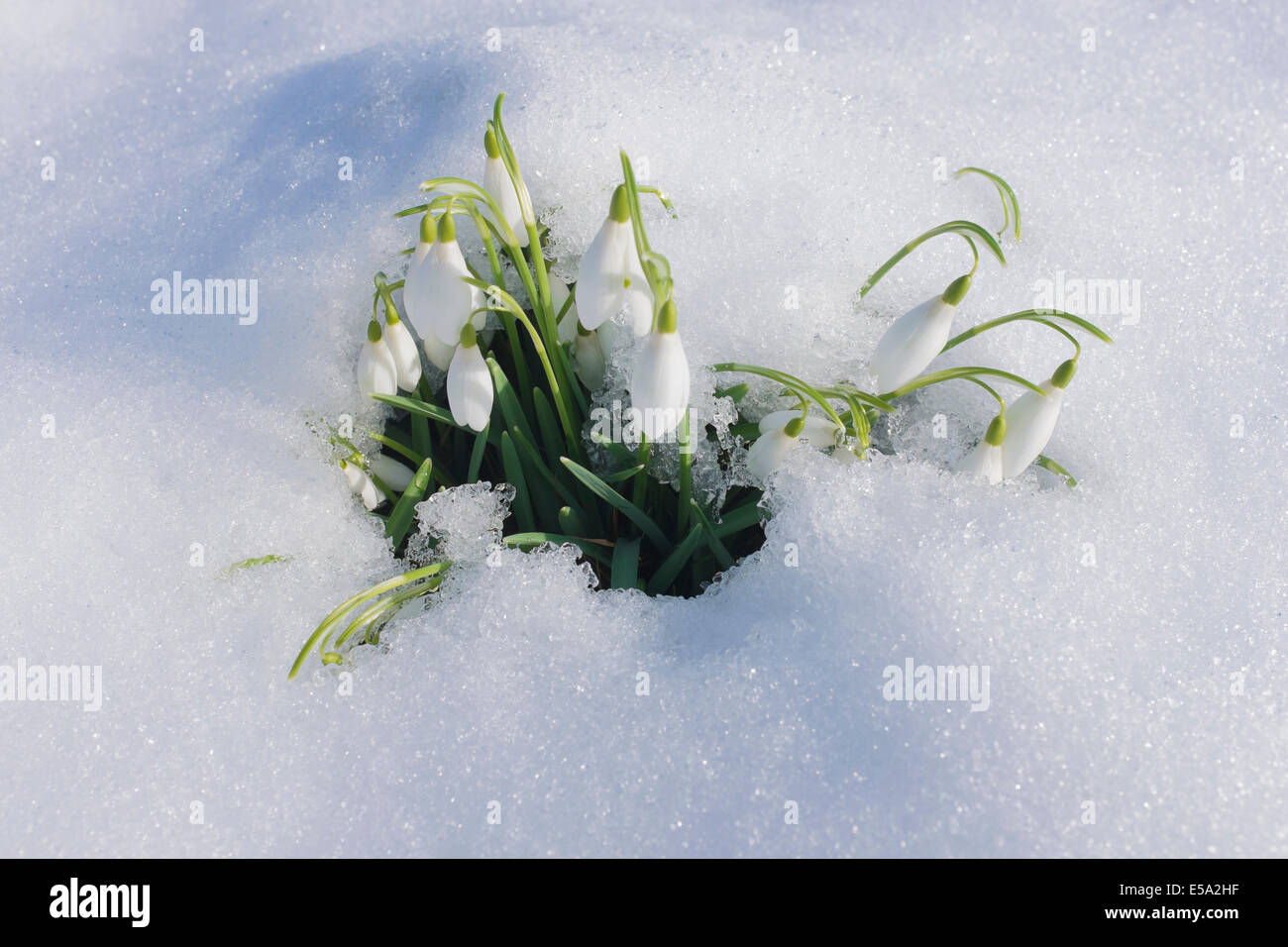 Snowdrops in the snow Stock Photo - Alamy