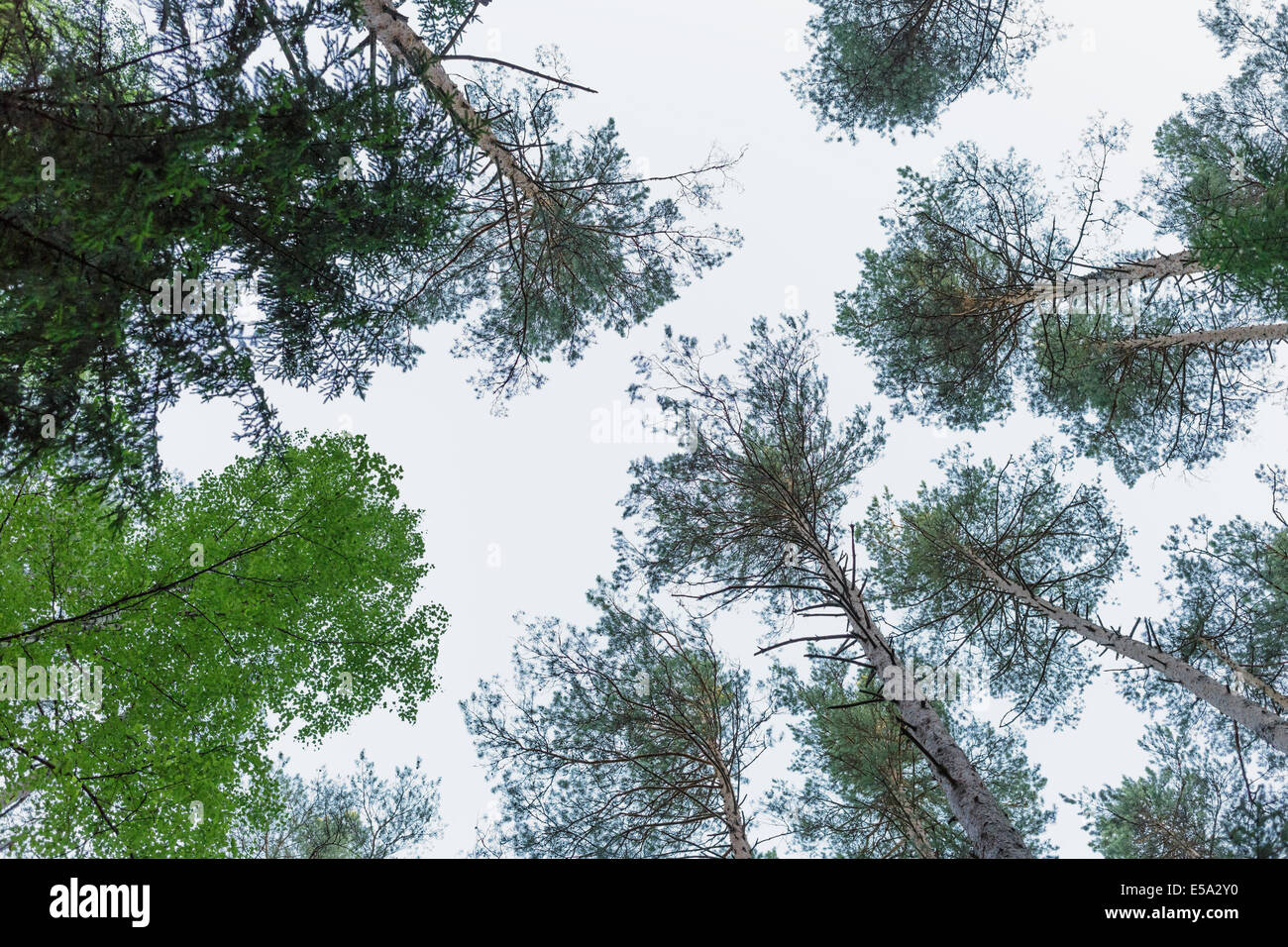 upwards view in russian pine forest, clear sky Stock Photo - Alamy