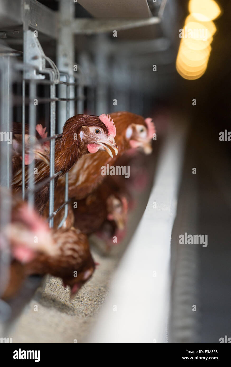 Chicken factory farming hi-res stock photography and images - Alamy