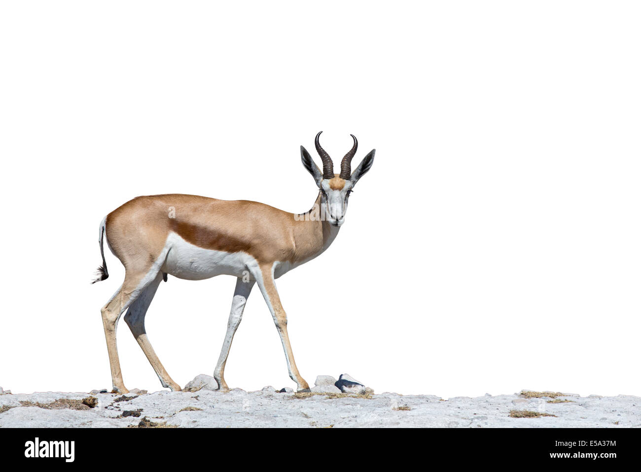 Springbok ram hi-res stock photography and images - Alamy