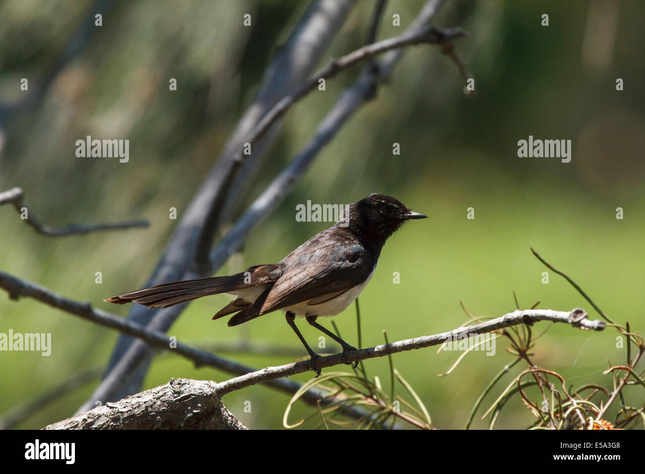Australian willie wagtail hi-res stock photography and images - Alamy