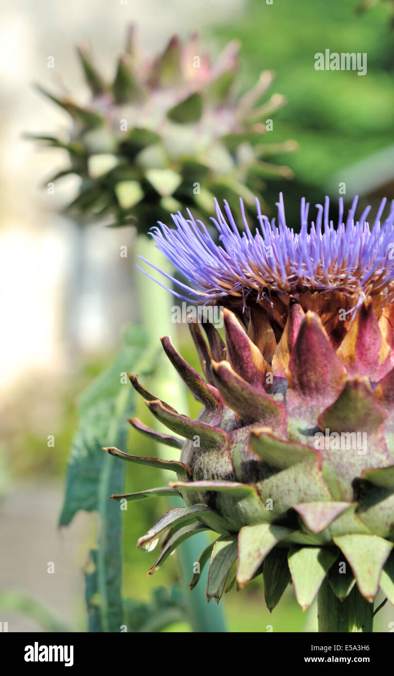 Singular Vegetable High Resolution Stock Photography and Images - Alamy