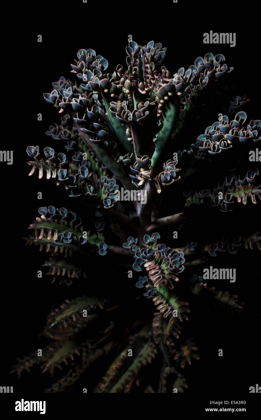 Bryophyllum hi-res stock photography and images - Alamy