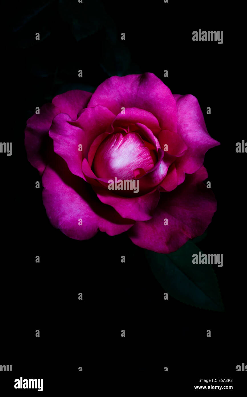 Magenta rose hi-res stock photography and images - Alamy