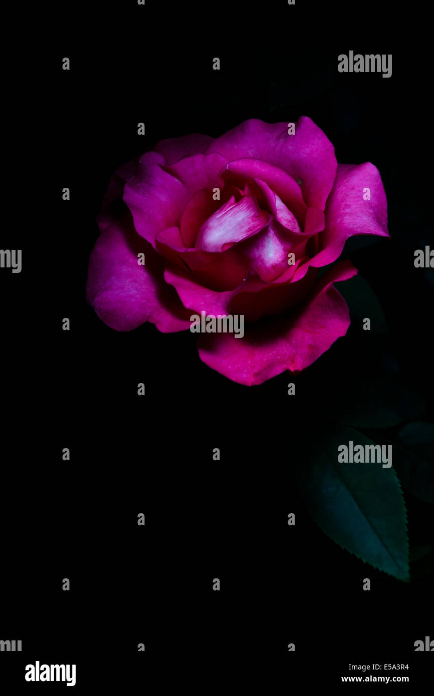 Magenta rose hi-res stock photography and images - Alamy