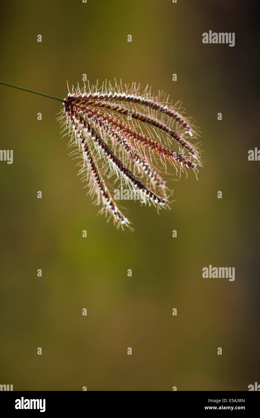 Panicle inflorescence hi-res stock photography and images - Alamy