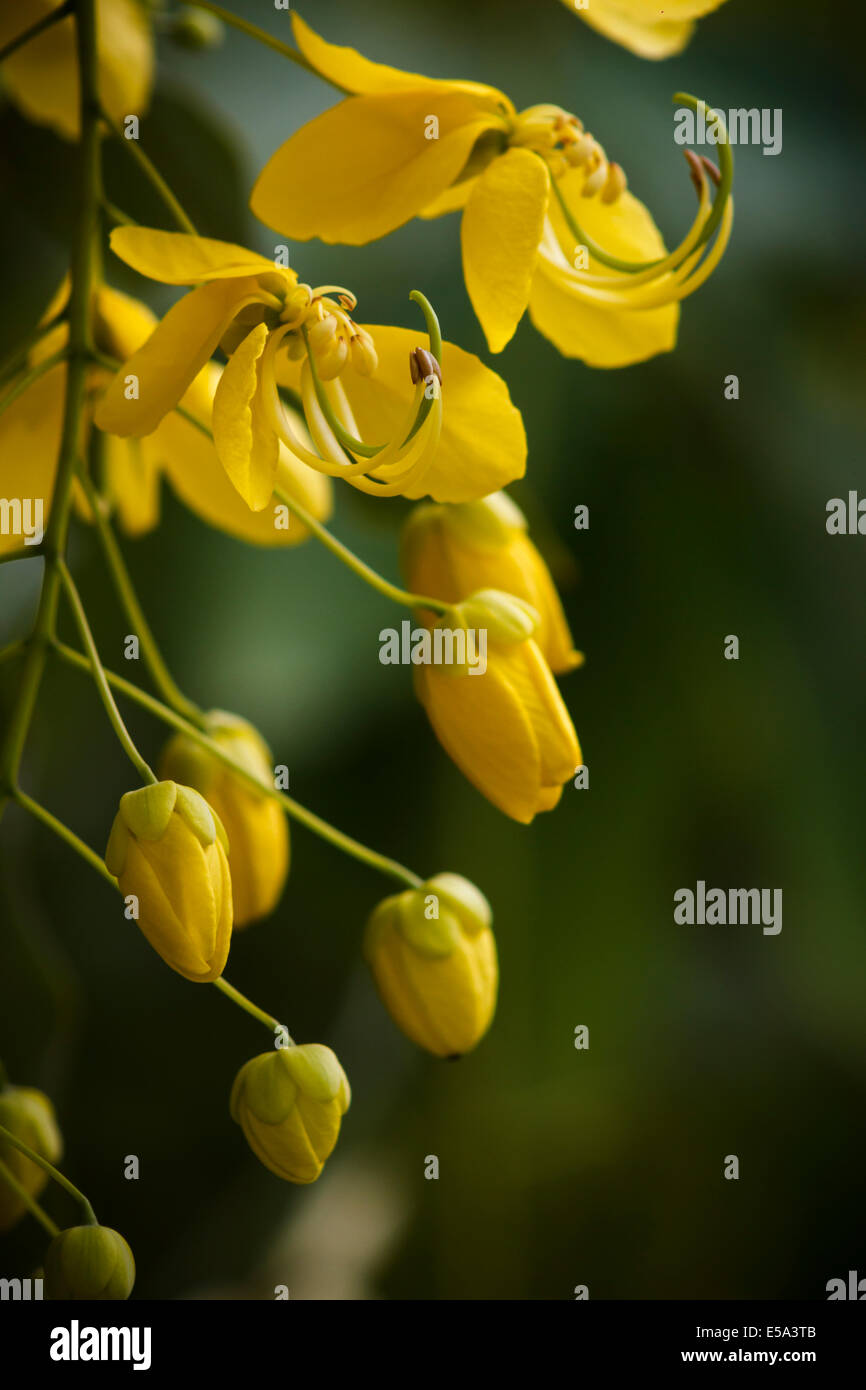 Golden shower tree flower raceme Stock Photo - Alamy