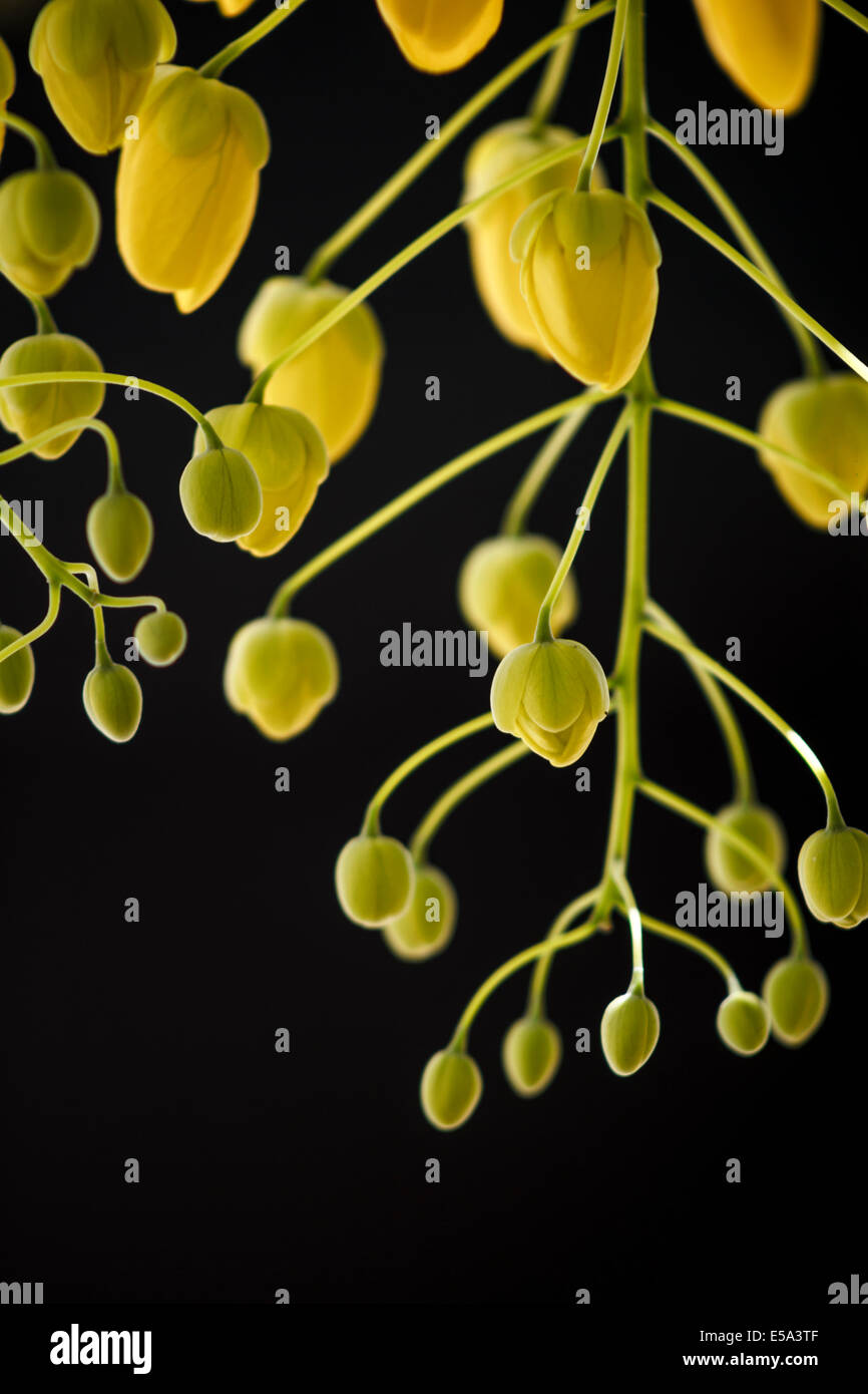 Golden flower tree hi-res stock photography and images - Alamy