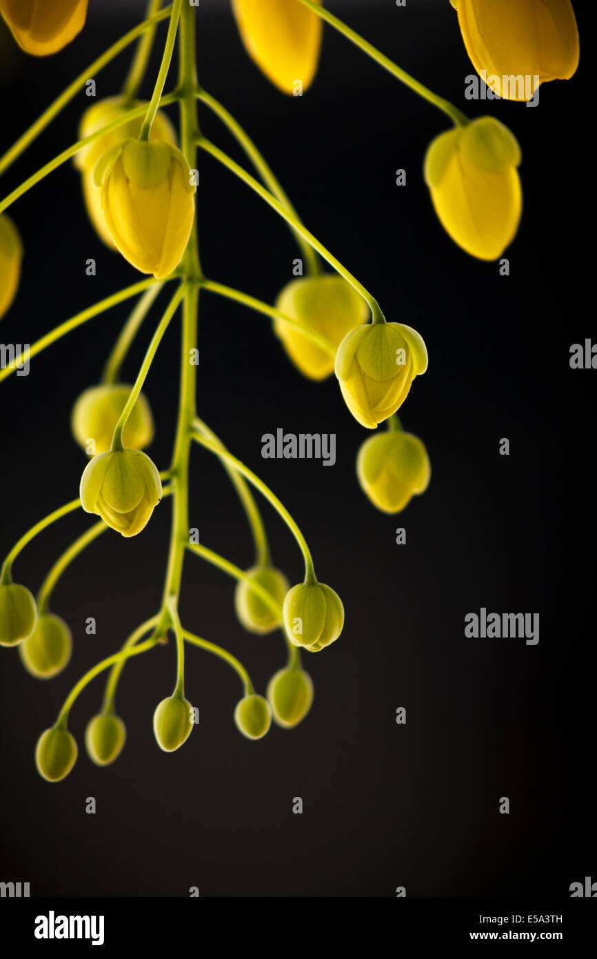 Golden flower tree hi-res stock photography and images - Alamy