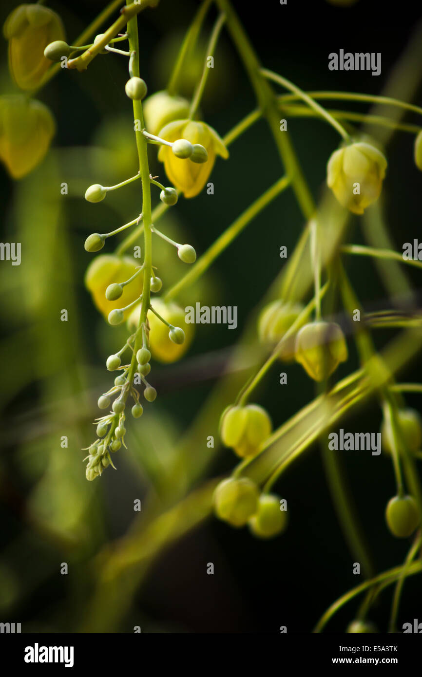 Golden flower tree hi-res stock photography and images - Alamy