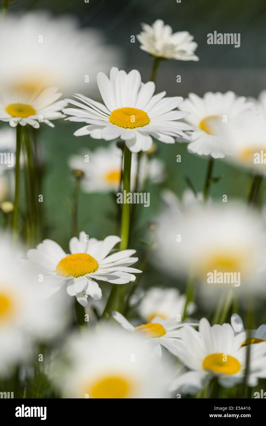 Macro image of wild daisy flowers in wildflower meadow landscape Stock ...
