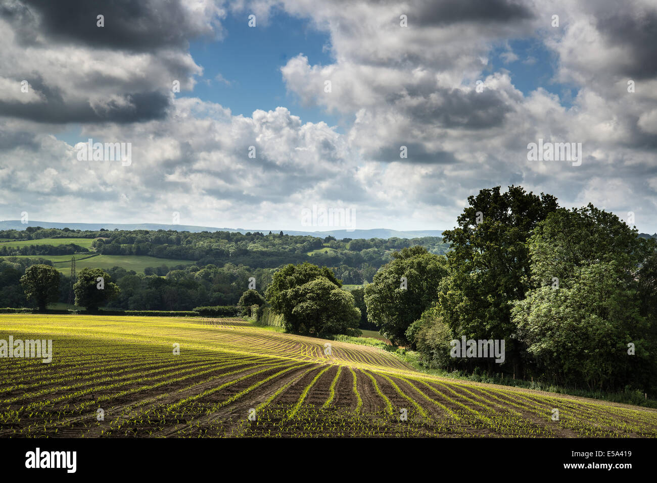 Landscape image of agricultural farm field with new planted crops in ...