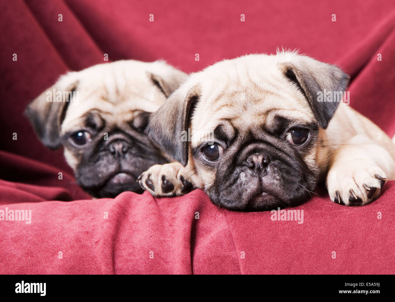 Pugs sitting on sofa Stock Photo - Alamy