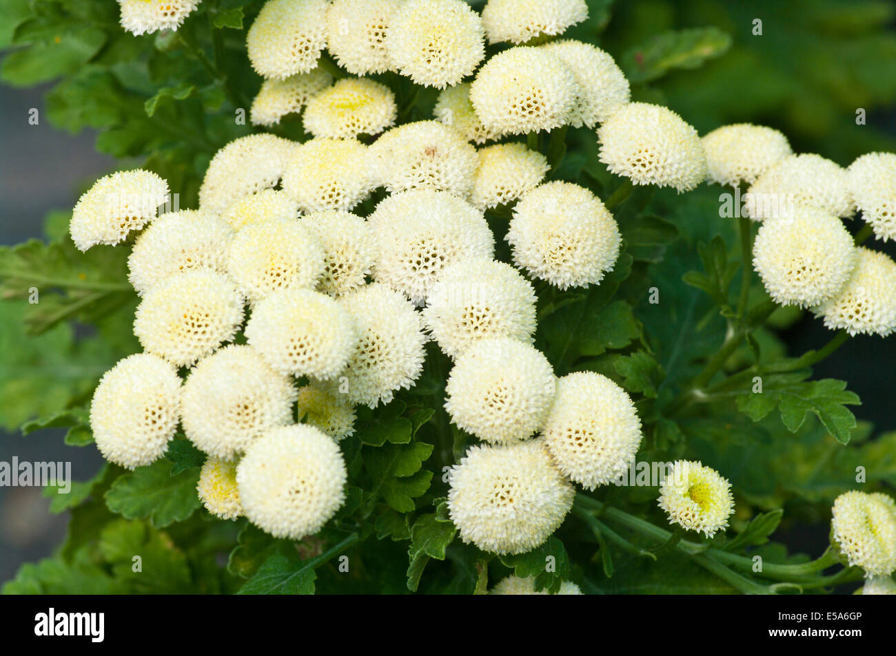 Eximia High Resolution Stock Photography and Images - Alamy