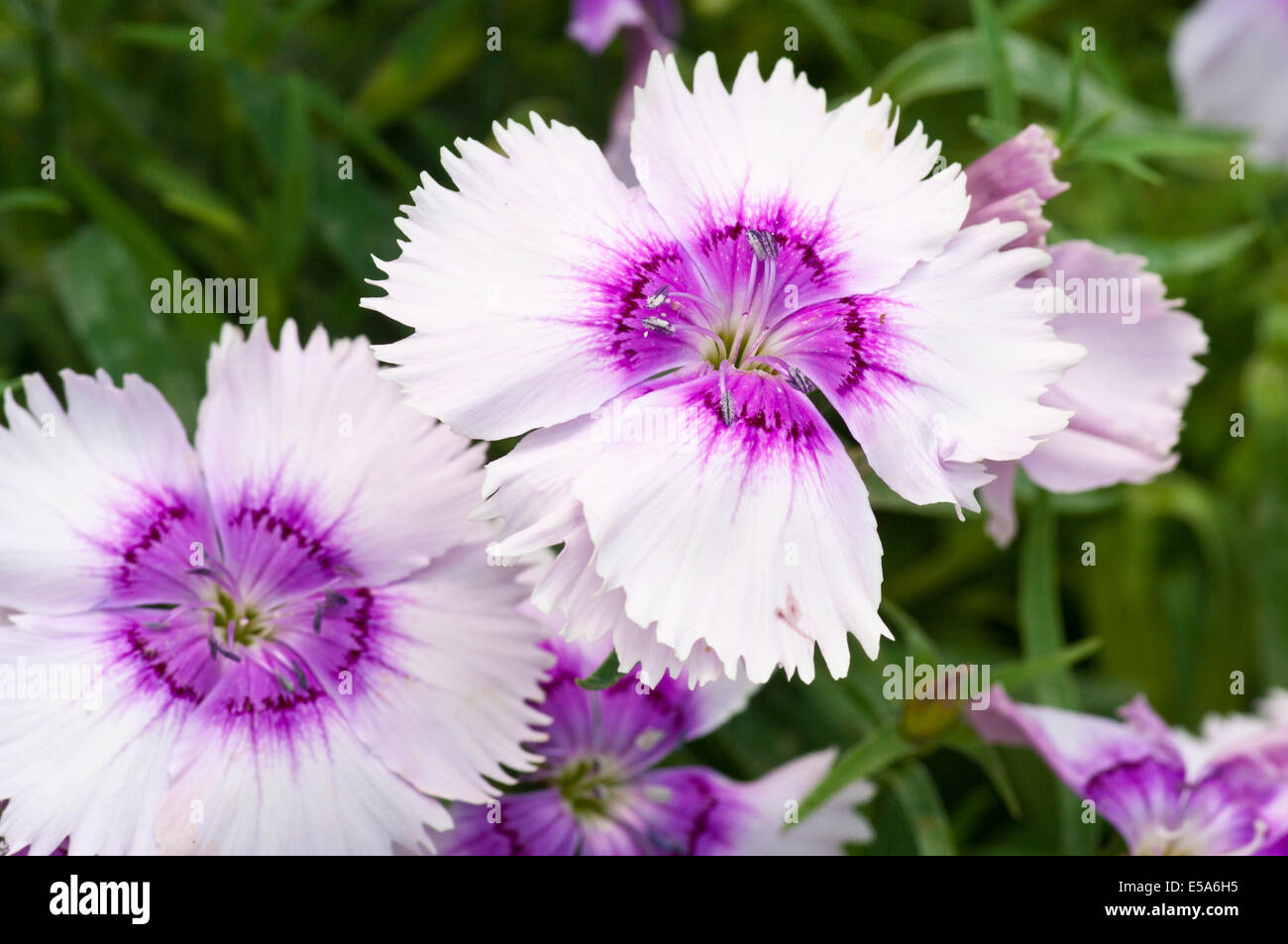 Blue and White Dianthus caryophyllus Blueberry Magic Common Name Pinks ...