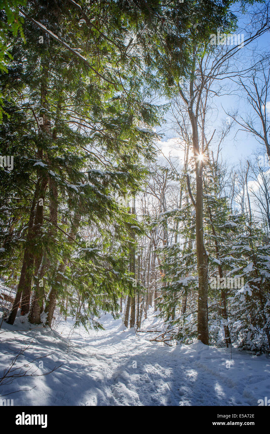 Trees growing in snowy forest Stock Photo - Alamy