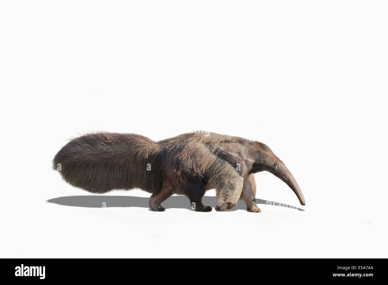 Anteater walking in studio Stock Photo - Alamy