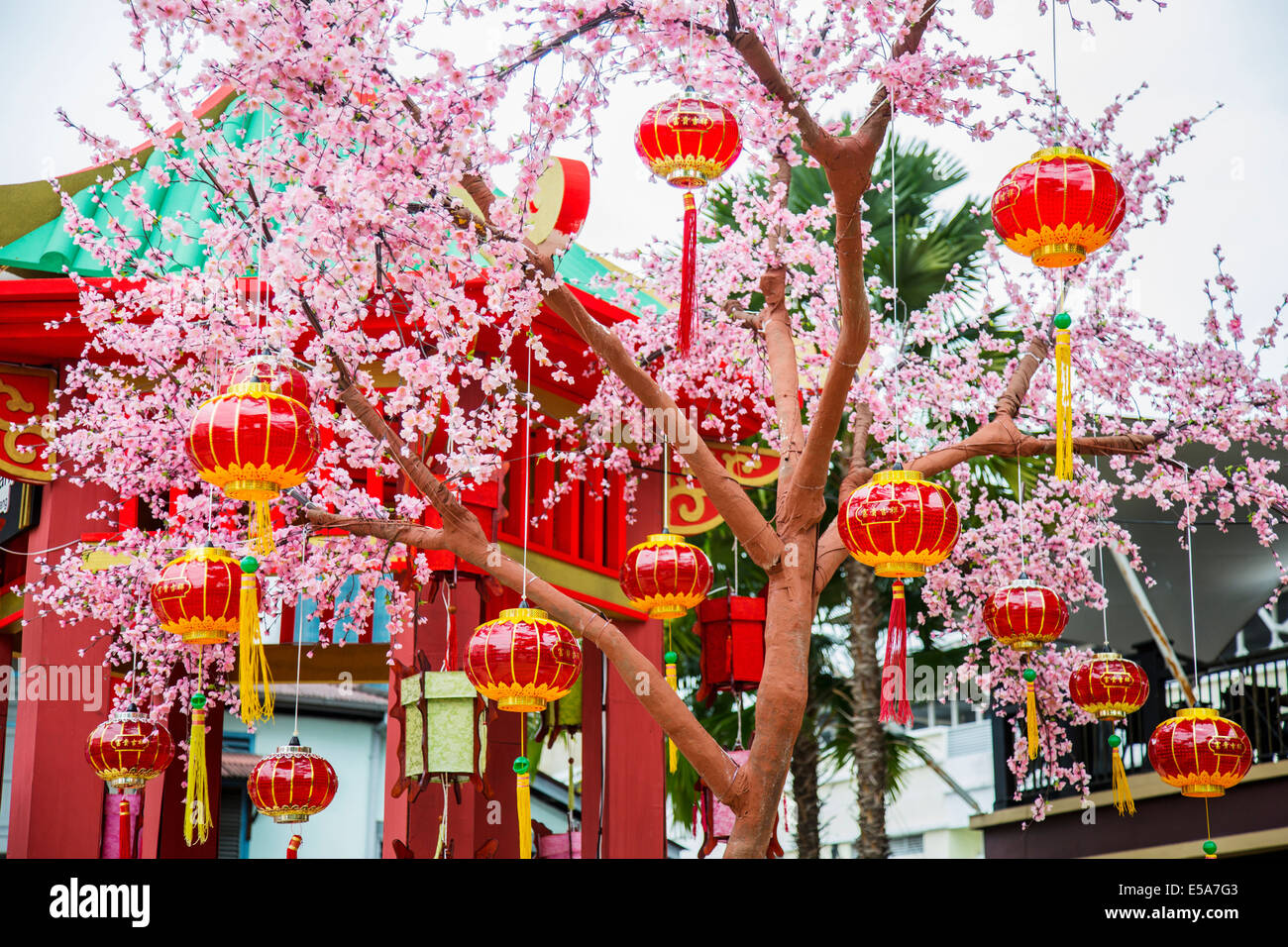 Chinese lantern tree hi-res stock photography and images - Alamy