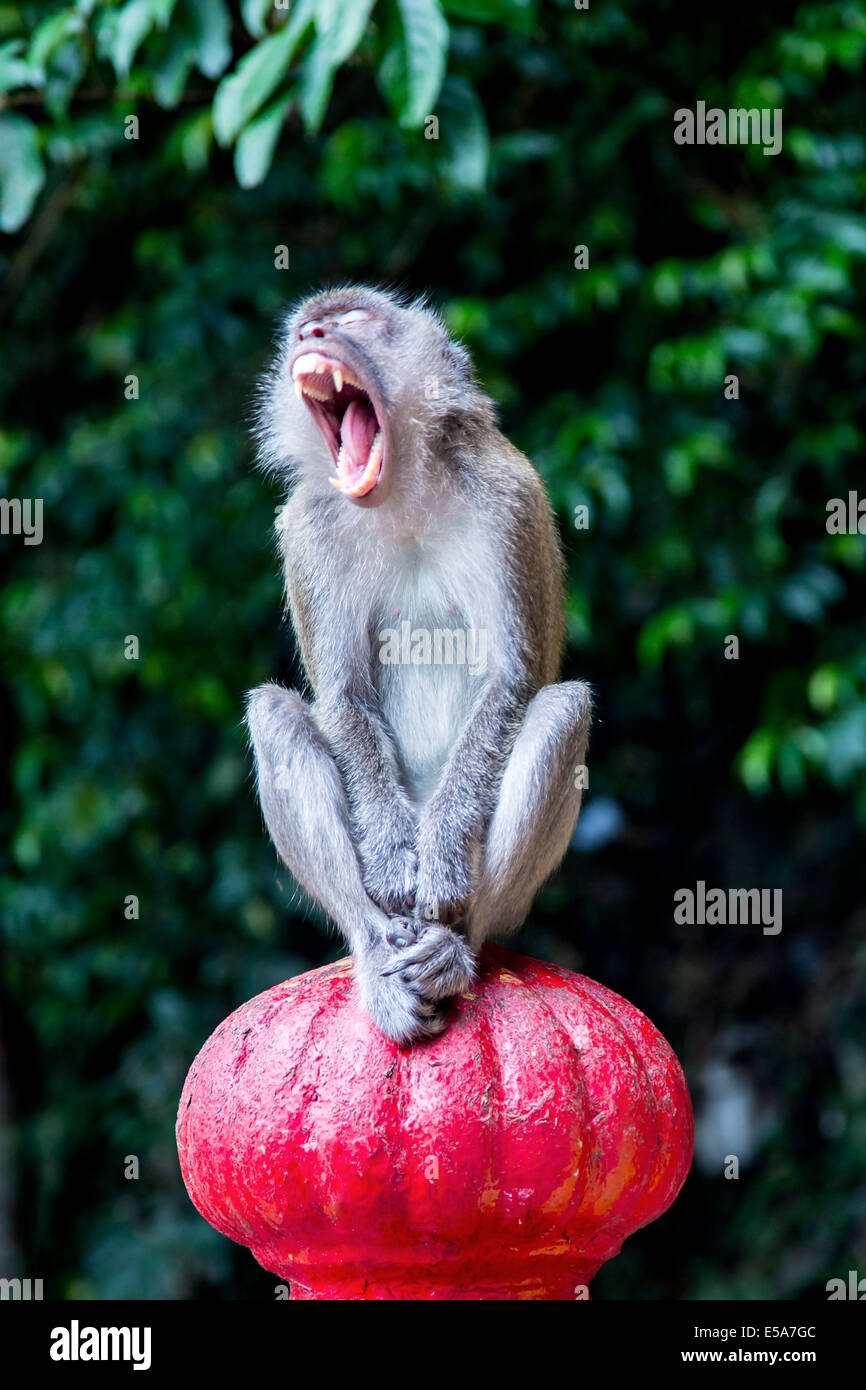 Monkey yawning on banister outdoors Stock Photo - Alamy